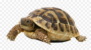 Free: Turtle Shell Transparent Image - nohat.cc