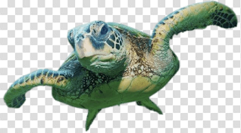 Free: Turtle Png Transparent Picture - Sea Turtle Transparent ...