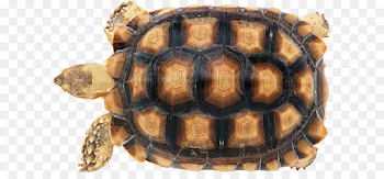 Free: Turtle Shell Transparent Image - nohat.cc