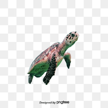 Free: Turtle Shell Transparent Image - nohat.cc