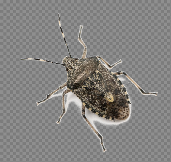 Free: Stink Bug PNG Transparent Image - nohat.cc