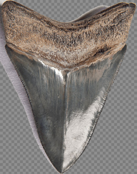 Free: Shark Teeth PNG Image Background - nohat.cc