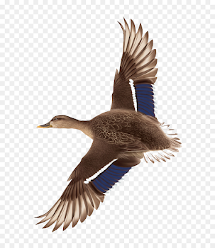 Free: Flying duck png 4 » PNG Image - nohat.cc