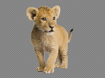 Free: Lion cub, Lion, Small Lion transparent background PNG clipart ...