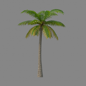 Free: Download Transparent Png - Transparent Palm Tree Png - black palm ...