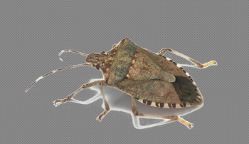 Free: Stink Bug PNG Transparent Image - nohat.cc