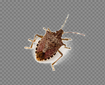 Free: Stink Bug PNG Transparent Image - nohat.cc