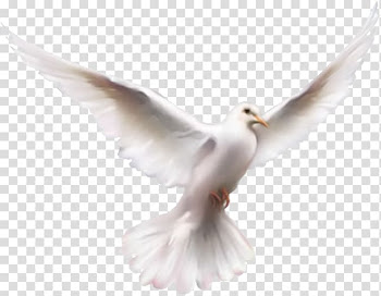 Free: PNG Holy Spirit Transparent Holy Spirit.PNG Images. | PlusPNG ...