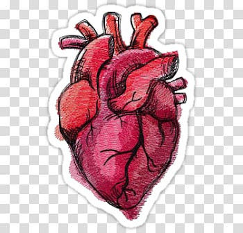 Free: Heart Anatomy , heart attack transparent background PNG clipart ...