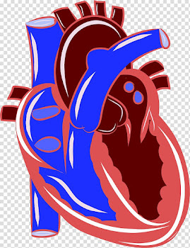 Free: The Cardiovascular System Circulatory system Heart Human body ...