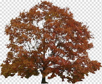 Free: Tree Texture mapping 3D computer graphics Clip art - Free Download Tree Vector Png - nohat.cc