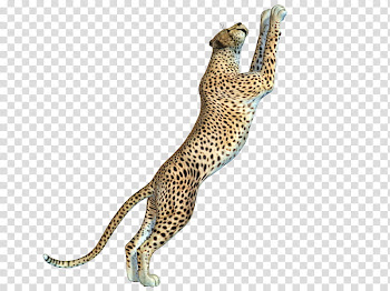 Free: Running Cheetah Transparent Background PNG - nohat.cc