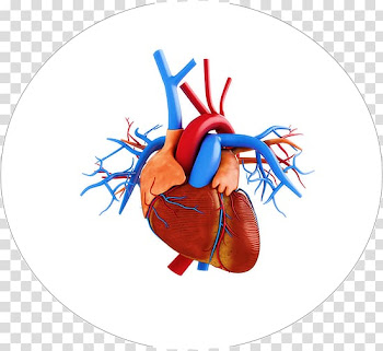 Free: Heart Anatomy , heart attack transparent background PNG clipart ...