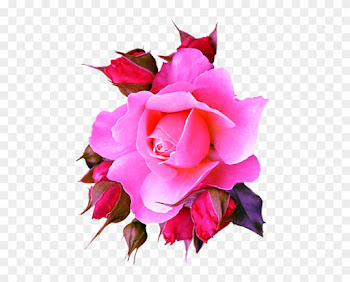 Free: Simple hand-drawn Rose border, rose, pink roses, rose frame png ...