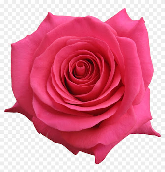 Free: Baby Looney Tunes Floyd Minton - nohat.cc