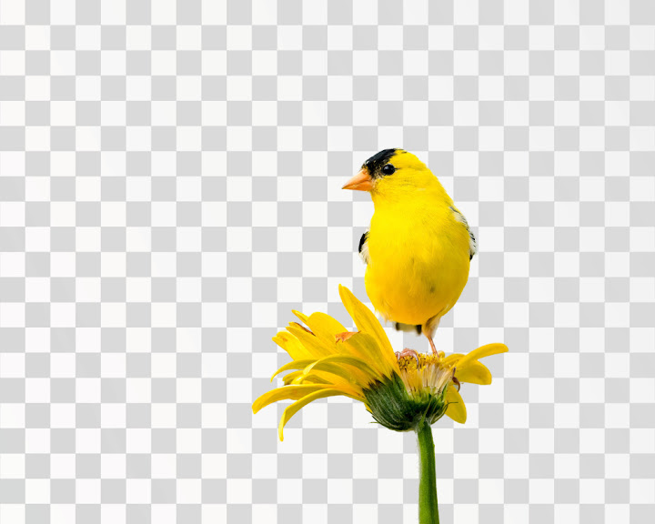 Free: Yellow Bird Perched on Yellow Flower, PNG transparent background ...