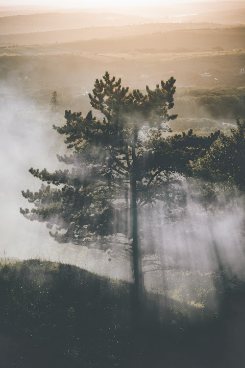 Free: Photo of Tree Surrounded by Fog - nohat.cc