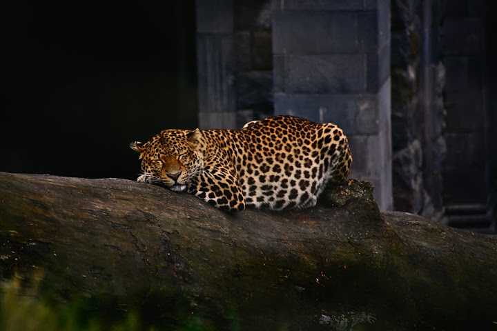 Free: Leopard Lying on a Log - nohat.cc