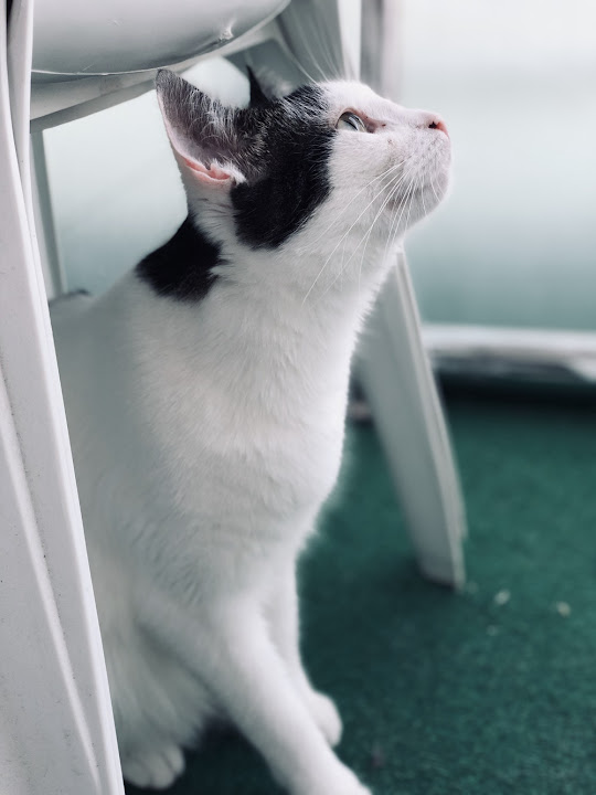 Free: Short-furred Black and White Cat on Focus Photography - nohat.cc