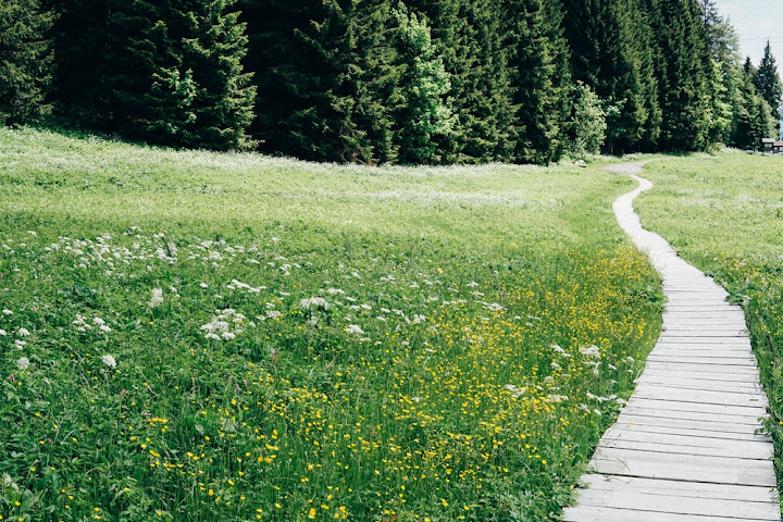 Free: Photo Of Grass Field During Daytime - nohat.cc