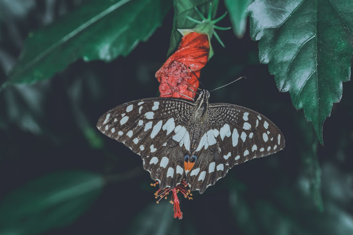 Free: Butterfly on Red Flower - nohat.cc