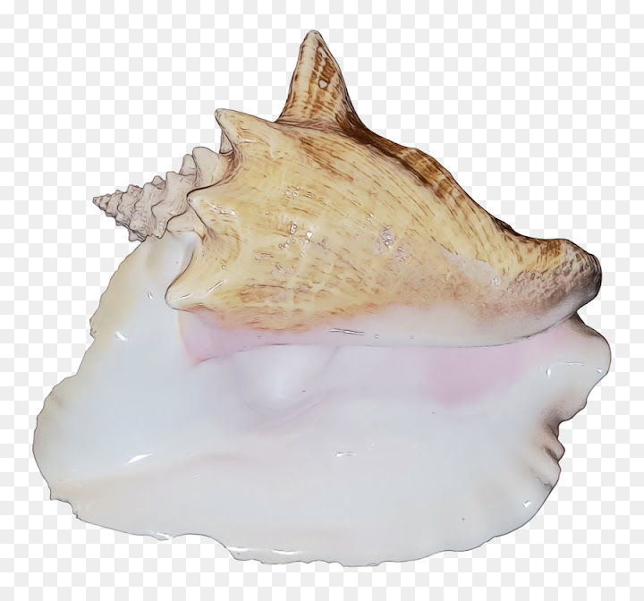 Free: Cockle, Conchology, Trumpet, Conch, Shankha PNG - nohat.cc