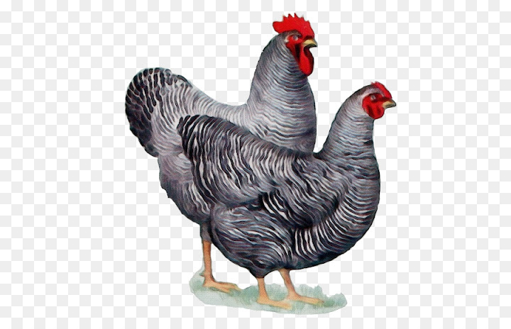 Free: bird chicken rooster comb beak - nohat.cc