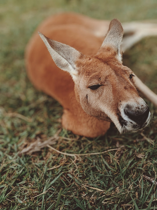 Free: Close-up Photo of Kangaroo Lying on Grass - nohat.cc
