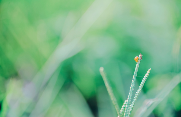 Free: Selective Focus Photography Of Yellow Ladybug On Green Grass ...