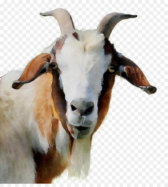 Free: Goat Fauna Snout - - nohat.cc