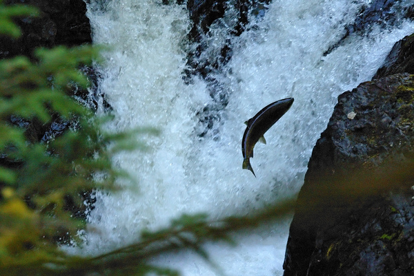 Free: salmon_leap.jpg - nohat.cc