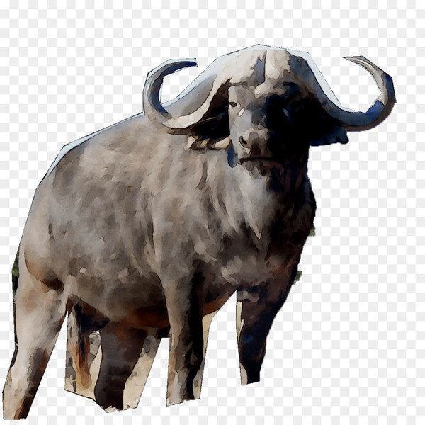 Free: Cattle Ox Goat Terrestrial animal Snout - - nohat.cc