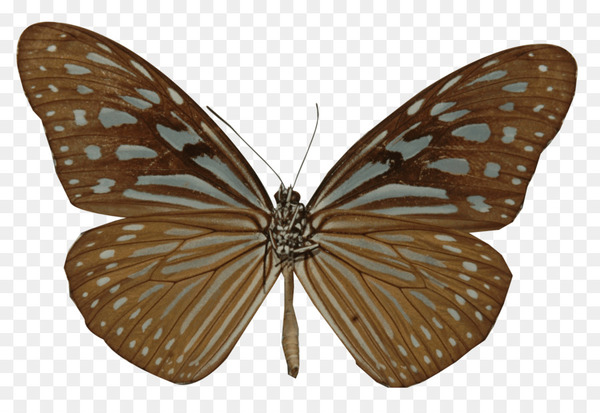 Free: Butterfly Stock photography Clip art Tiger butterflies Royalty ...