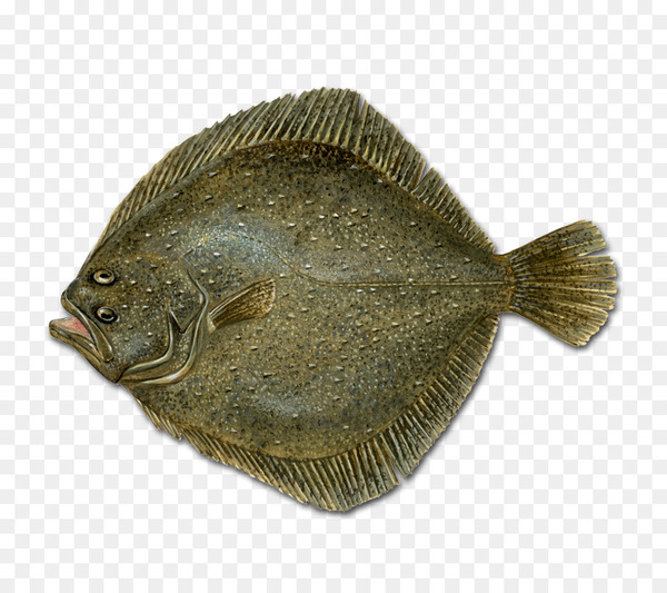 Free: Flounder Sole Flatfish Turbot - fish - nohat.cc