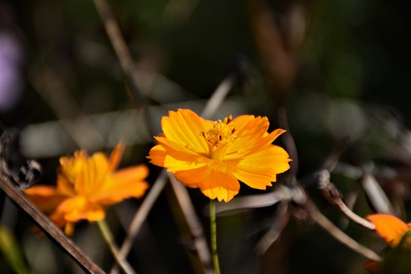 Free: Selective Focus Photography of Yellow Tithonia Flowers - nohat.cc