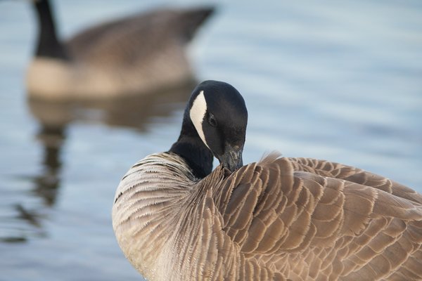 Free: Canada Goose Preening Feathers - nohat.cc