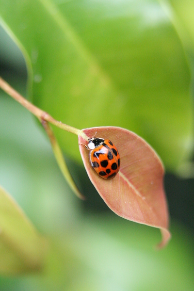 Free: ladybug01.JPG - nohat.cc