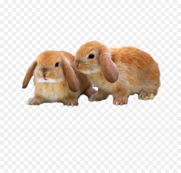 Free: Mini Lop Mini Rex Holland Lop Netherland Dwarf rabbit Rex rabbit ...
