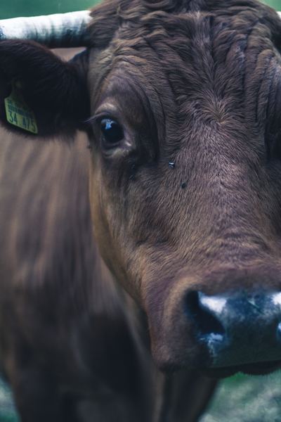 Free: closeup photography of brown cattle - nohat.cc