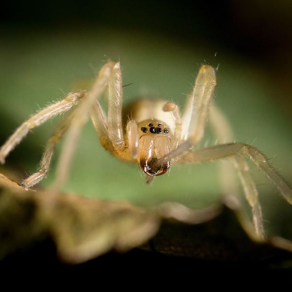 Free: macro shot photo of beige spider - nohat.cc