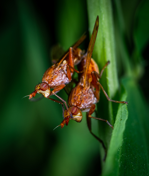 Free: Two Brown Flies - nohat.cc