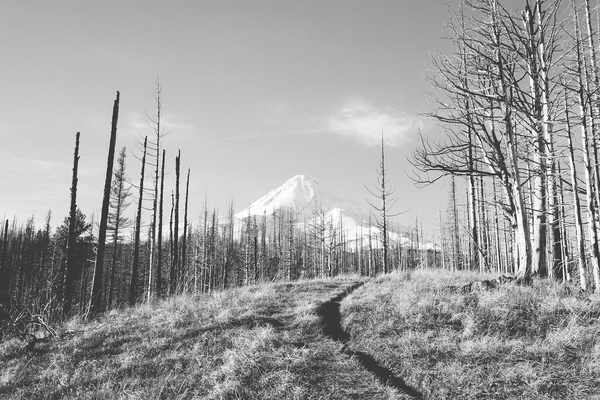 Free: Grayscale Photo of Bare Trees Near Mountain - nohat.cc