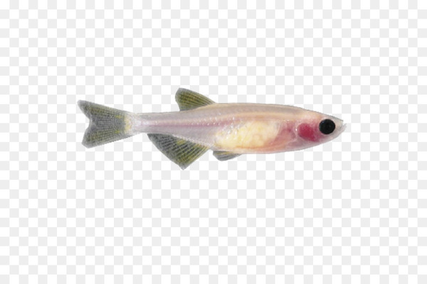 Free: Zebrafish Animal testing - Casper - nohat.cc