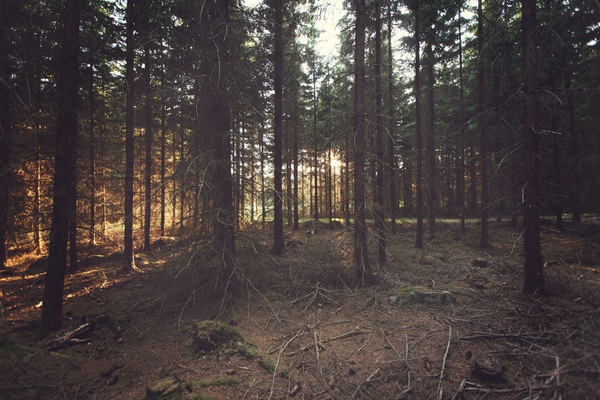 Free: Sunlight Trough Trees Free Photo - nohat.cc