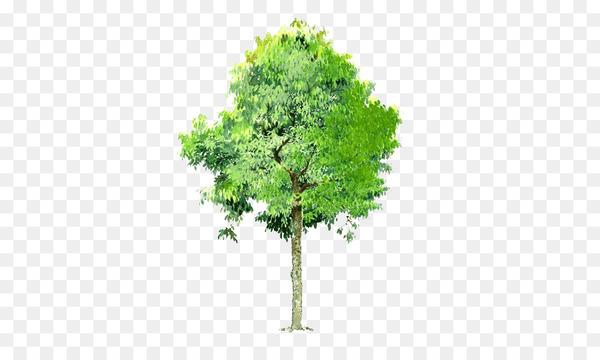 Free: Tree Landscape - Trees background Trees transparent element ...