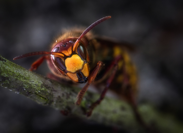 Free: Yellow Jacket Wasp Macro Photography - nohat.cc