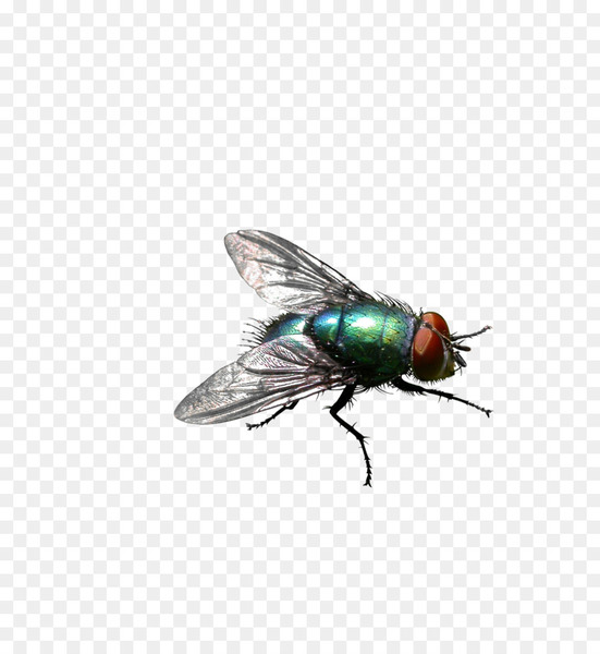 Free: Insect Housefly Stable fly Pest control - Green flies - nohat.cc