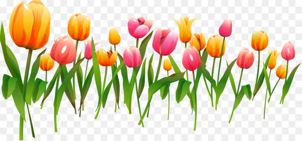 Free: Tulip Vector graphics Clip art Picture Frames Floral design ...