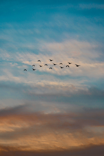 Free: Photo of a Flock of Flying Birds - nohat.cc
