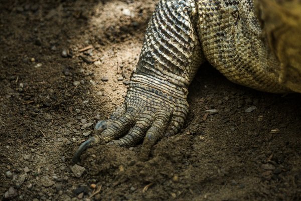 Free: Komodo Dragon Foot And Claws - nohat.cc